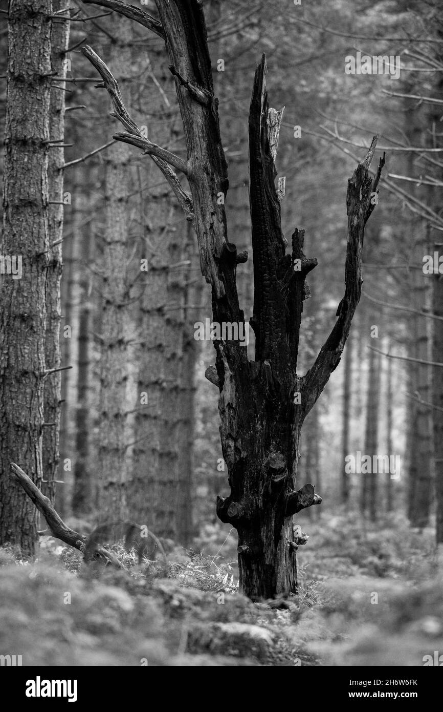 Dead tree in fall Black and White Stock Photos & Images - Alamy
