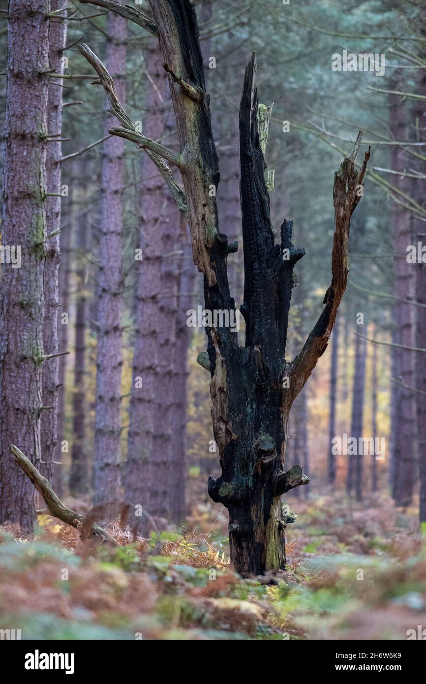Dead fire damaged English Oak tree in a plantation of conifers Stock ...