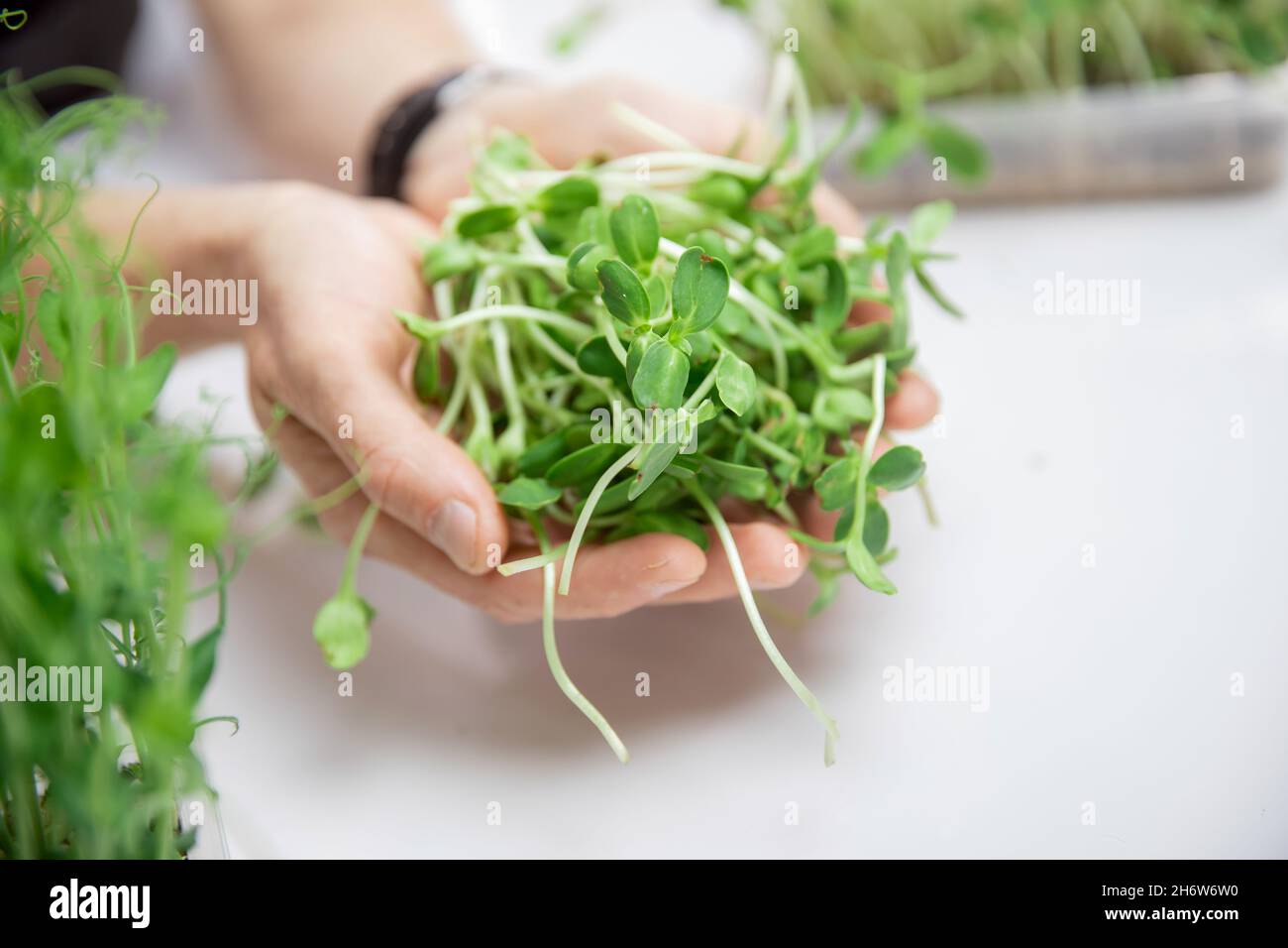 Microgreen baby sprouts beans pea and sunflower in box on hand of ...