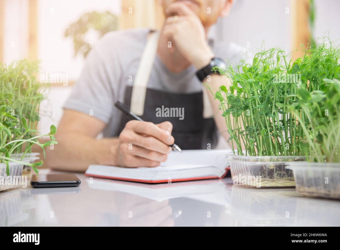 Sunflower pea sprouts soil hi-res stock photography and images - Alamy
