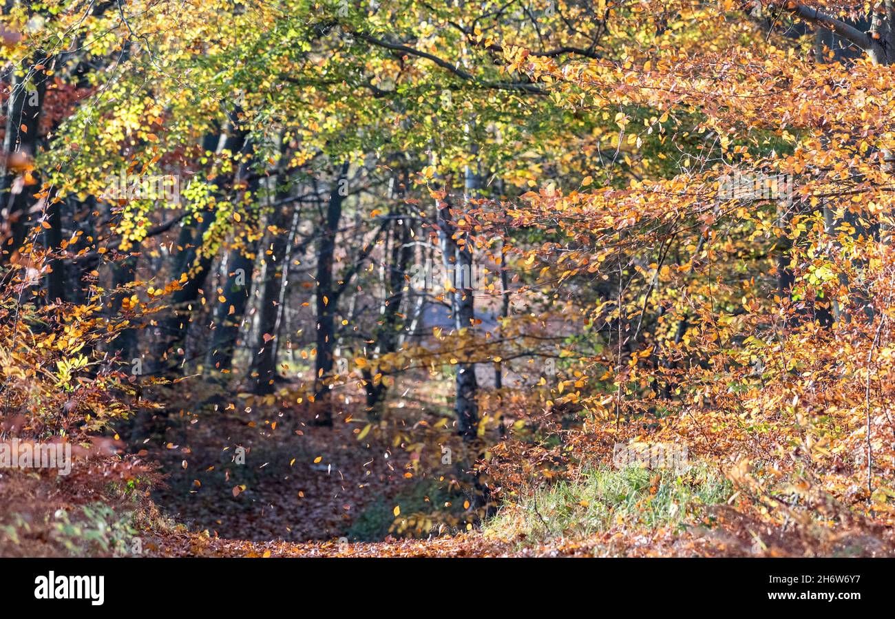 Beech tree leaves falling in an autumn breeze Stock Photo - Alamy