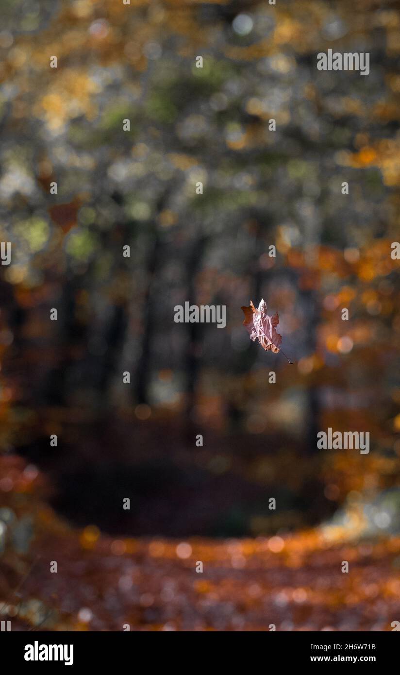 Single English Oak leaf falling in an autumn breeze Stock Photo - Alamy