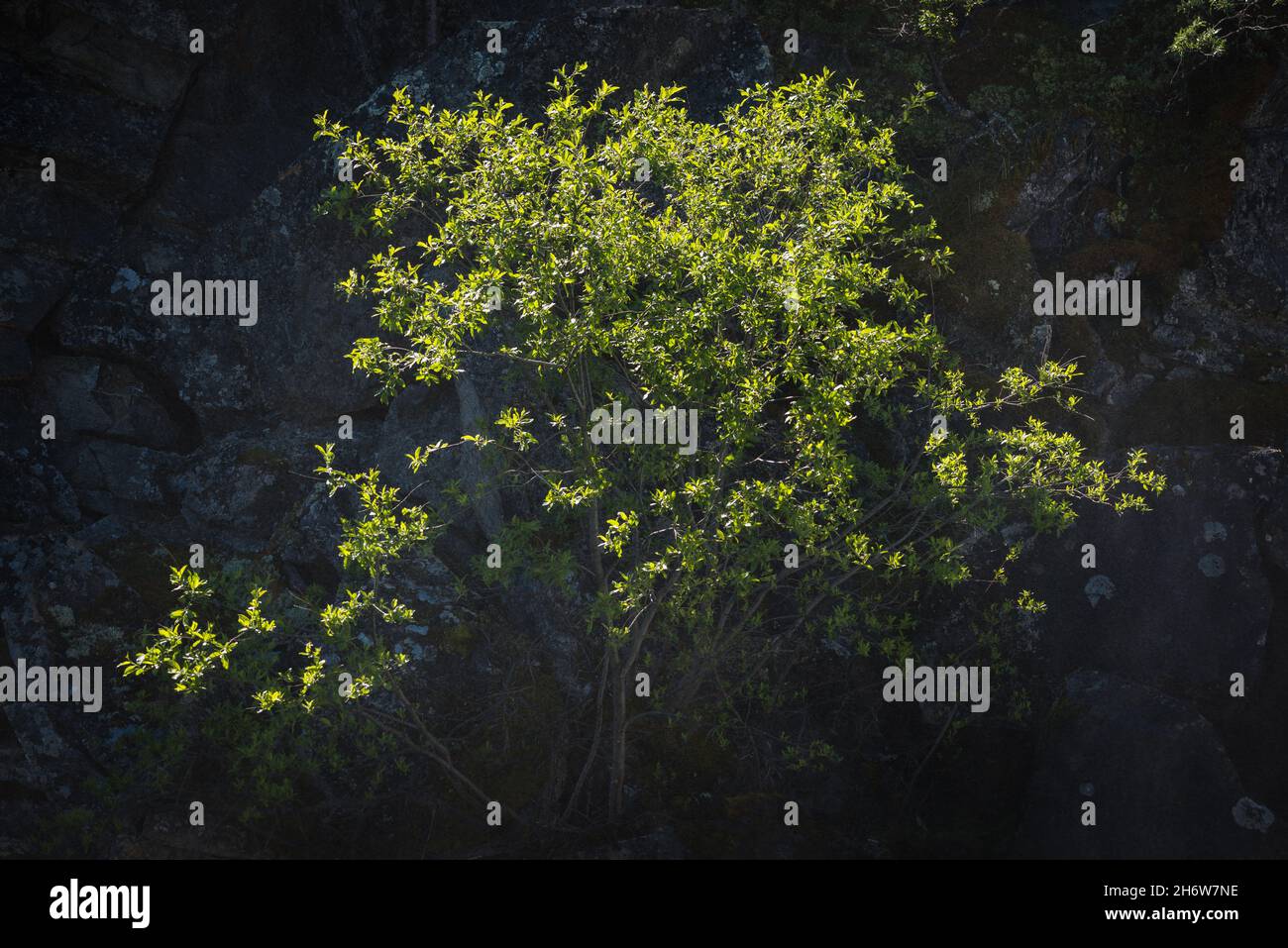 Tree in front of mountain wall Stock Photo - Alamy