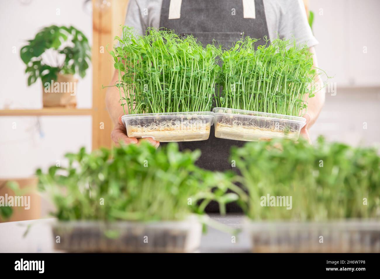 Microgreen sprouts baby beans hi-res stock photography and images - Alamy