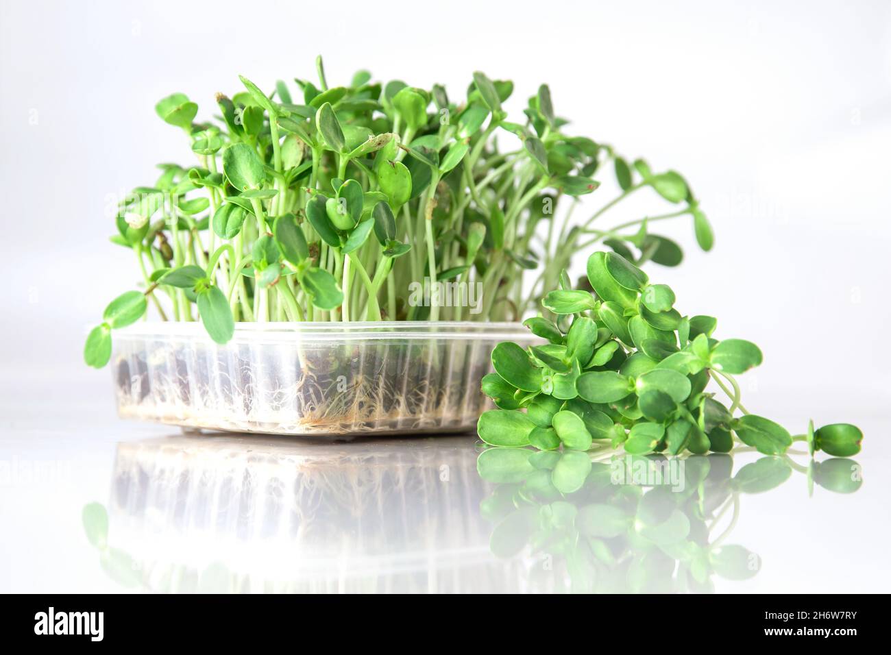 Fresh raw Microgreen sprouts baby sunflower on white background Stock ...