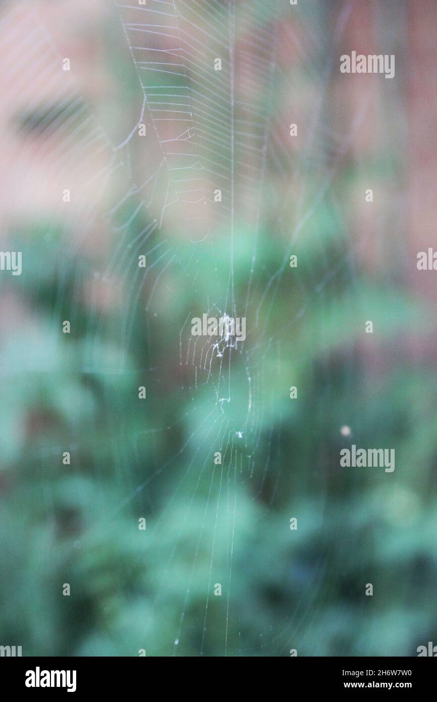 Authentic real spider's web strung across the backyard garden Stock ...