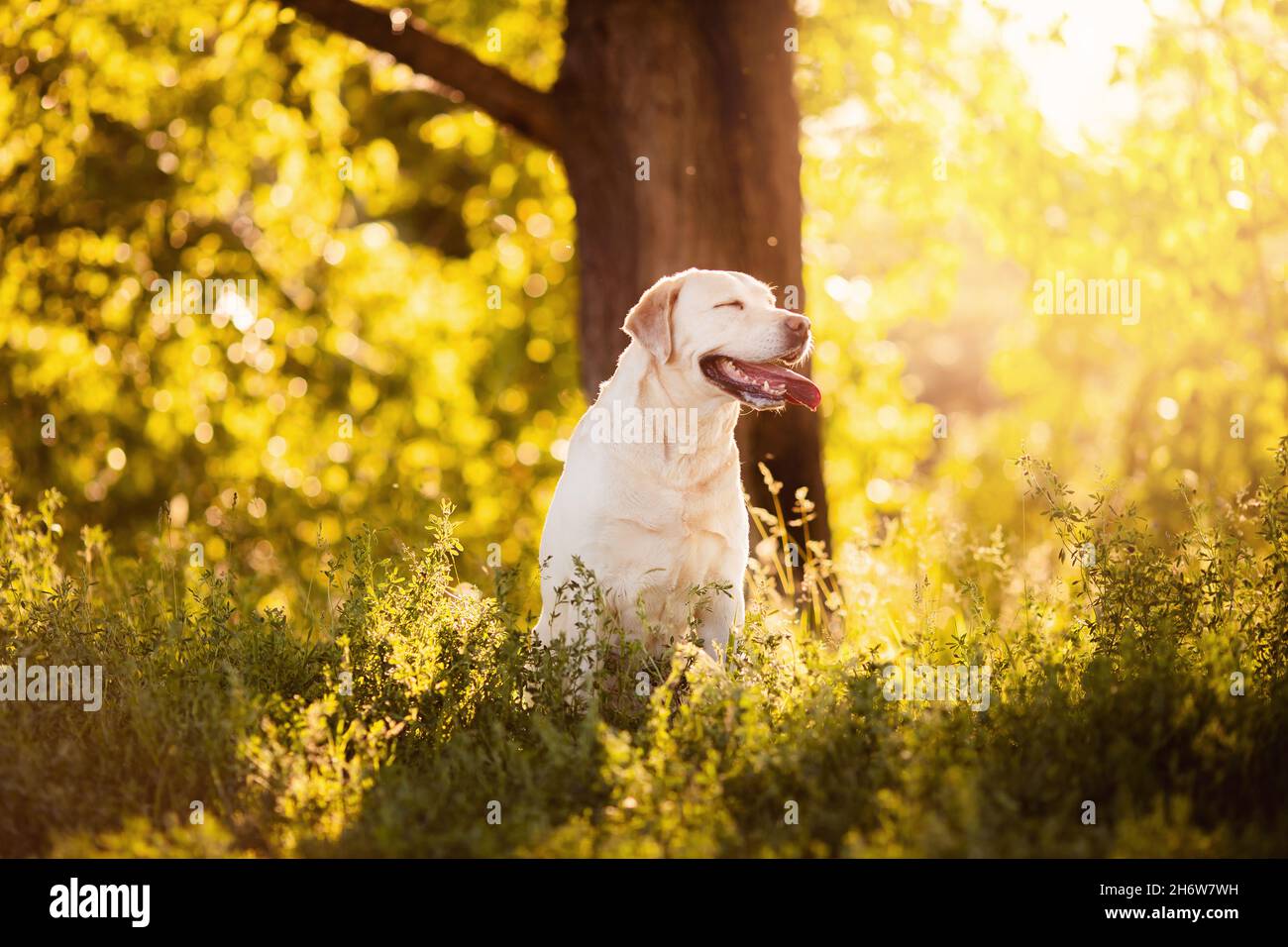 Relax and grin hi-res stock photography and images - Alamy