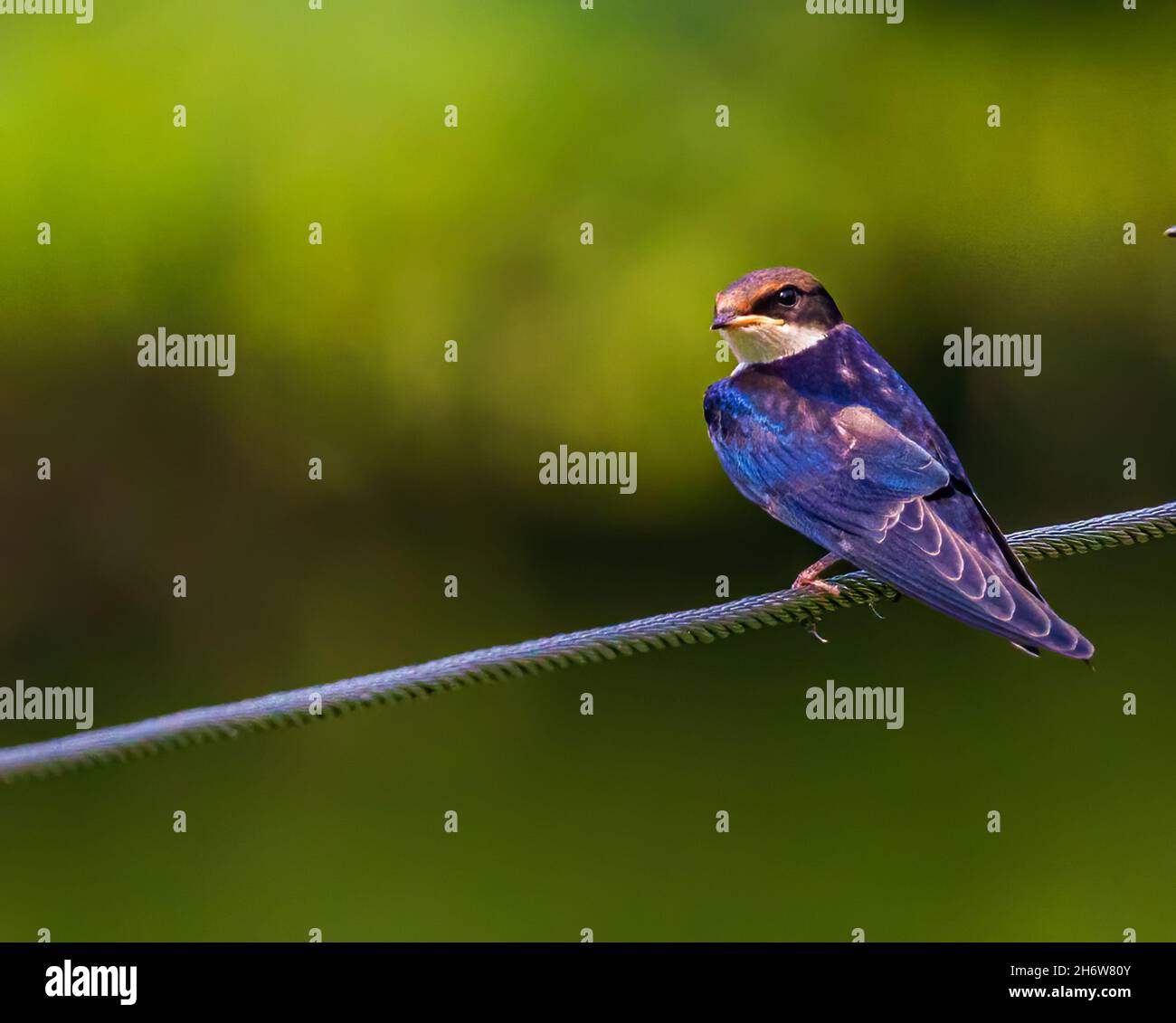 Wire Tail Swallow Juvenile shouldered Shot while sitting on a wire ...