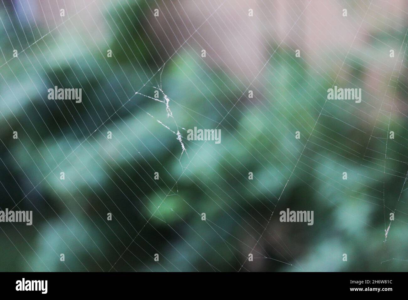 Authentic real spider's web strung across the backyard garden Stock ...