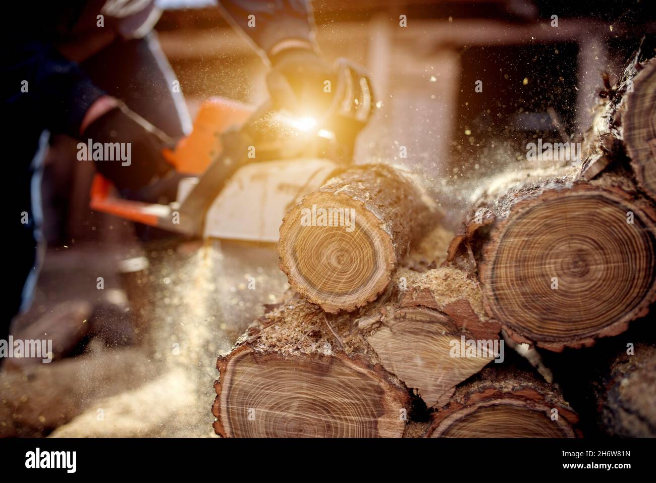 Cutting wood with chainsaw at backyard, lumberjack work profession ...