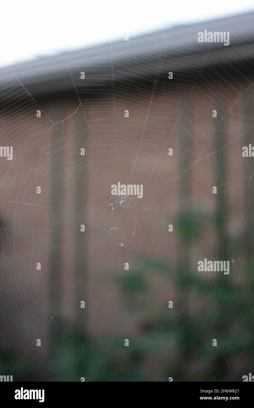 Authentic real spider's web strung across the backyard garden Stock ...