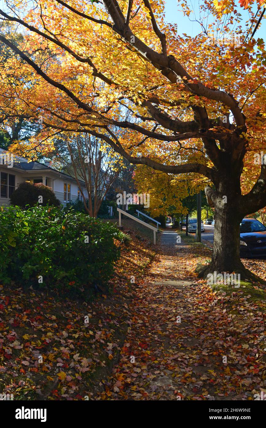 Fall colors on a residential side street in the historic Oakwood ...