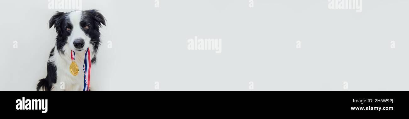 Puppy dog border collie holding winner or champion gold medal in mouth ...