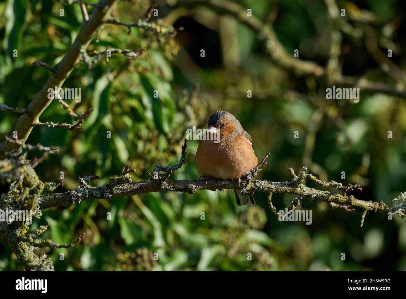 Sunning its self hi-res stock photography and images - Alamy