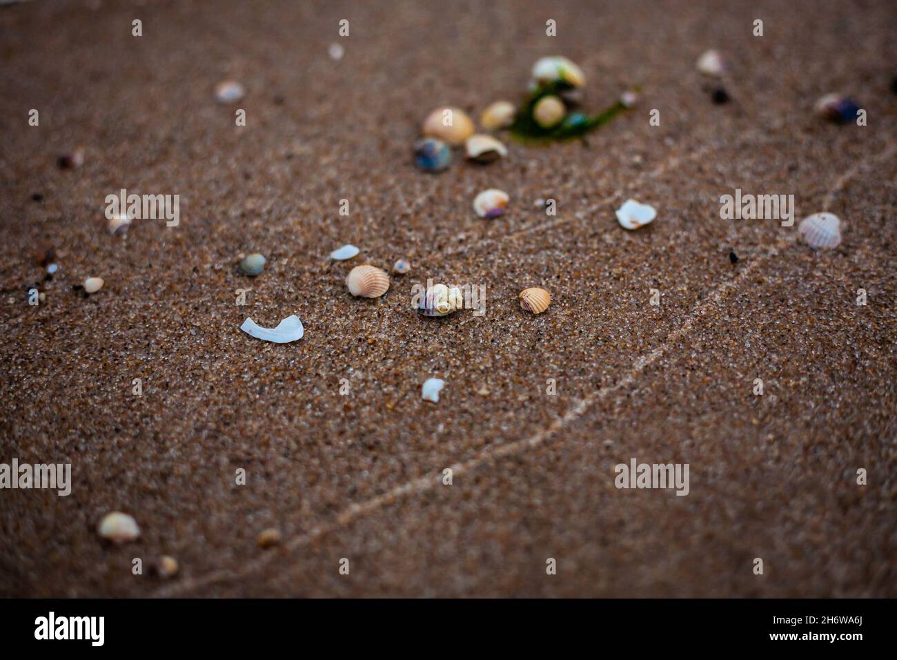 Sand crushed shells on beach hi-res stock photography and images - Alamy