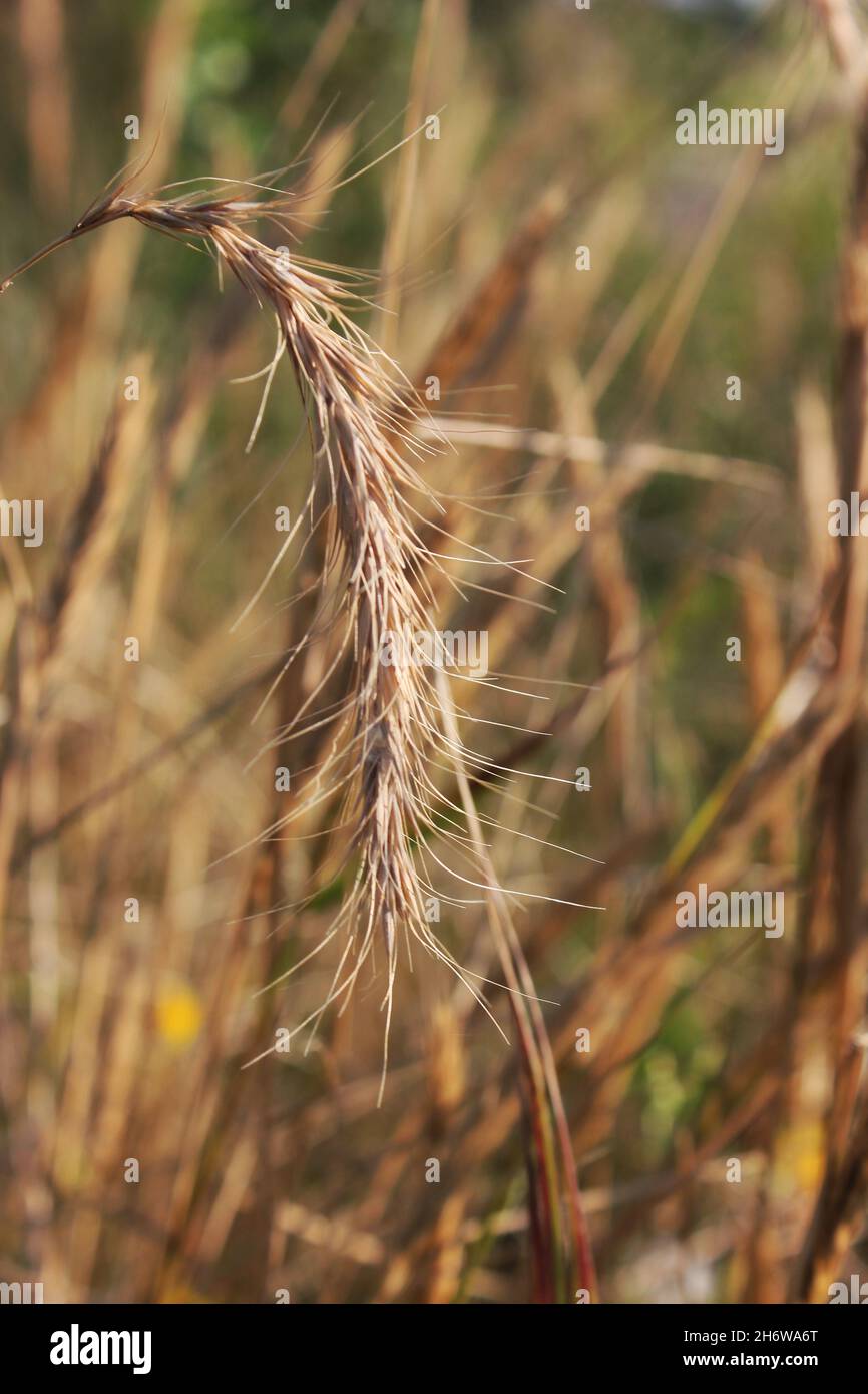 Plants and wild grasses growing in the sunny golden meadow Stock Photo ...