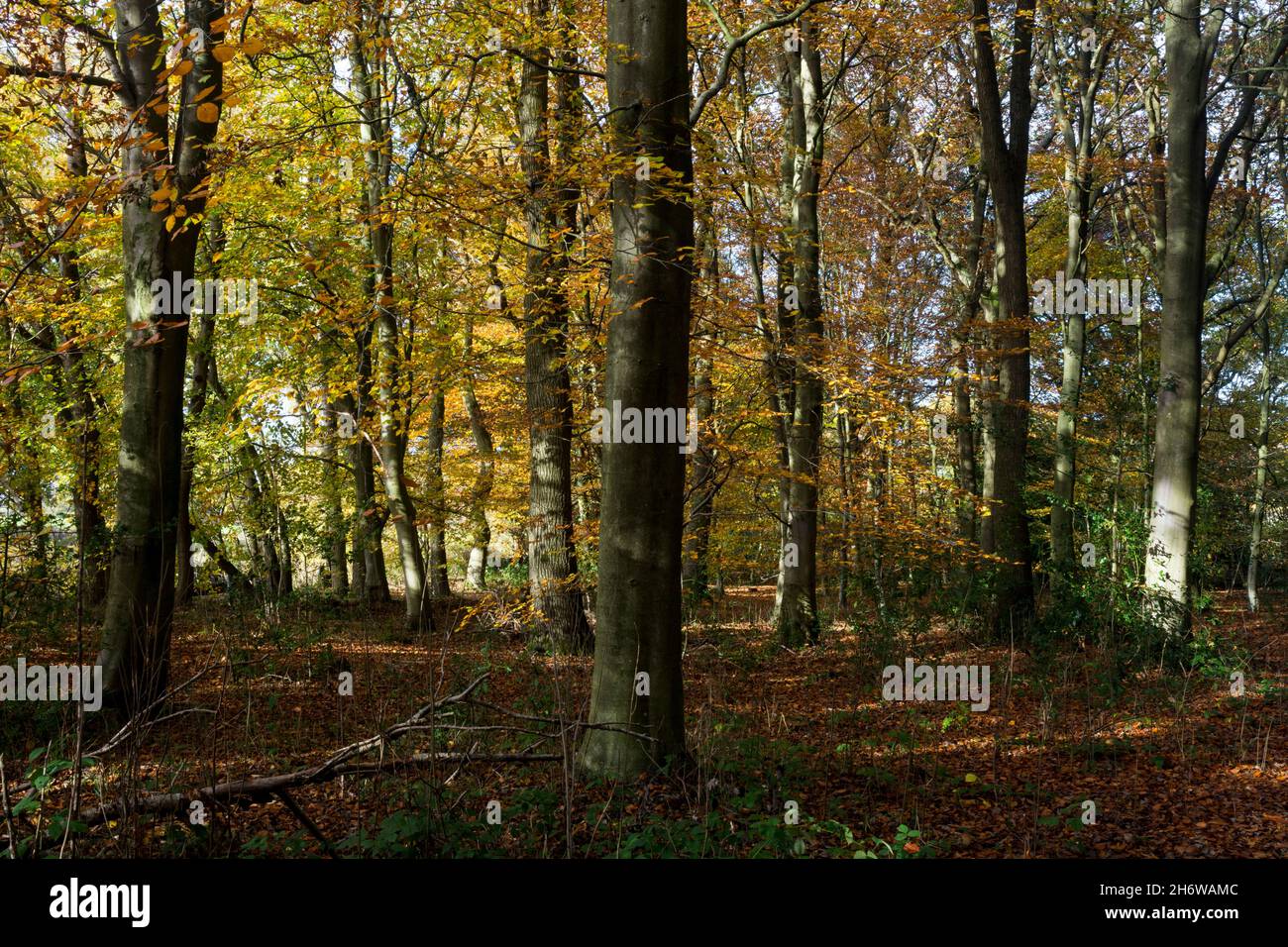 Hay Wood in autumn, Warwickshire, England, UK Stock Photo - Alamy