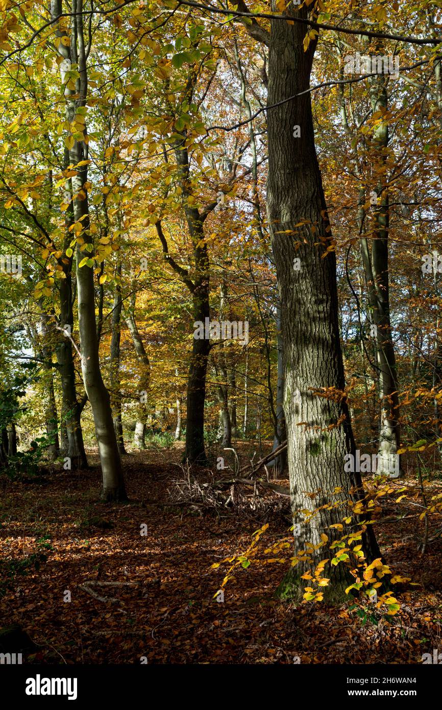 Hay wood hi-res stock photography and images - Alamy