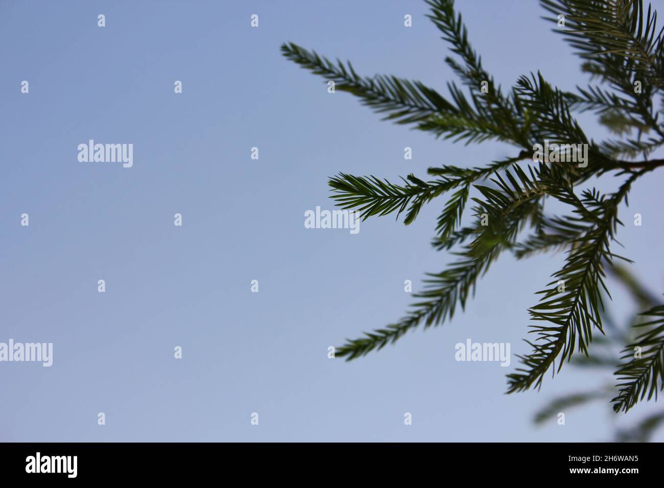 Lush green pine tree branches growing in the sunny meadow Stock Photo ...