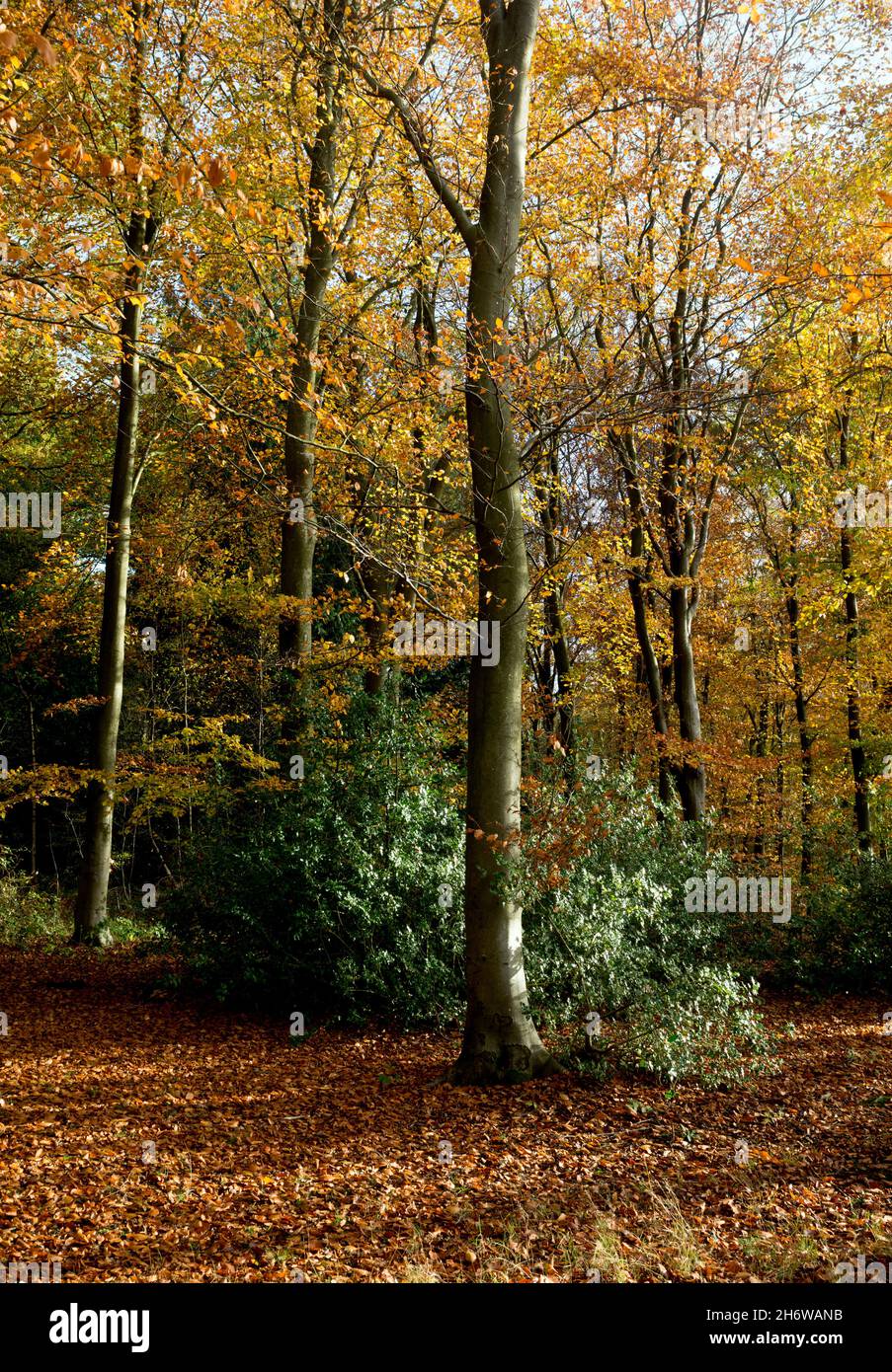 Hay Wood in autumn, Warwickshire, England, UK Stock Photo - Alamy