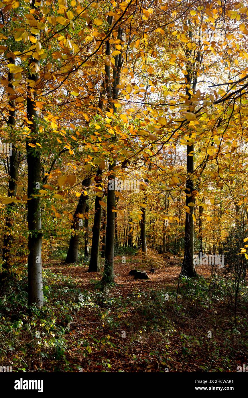 Hay Wood in autumn, Warwickshire, England, UK Stock Photo - Alamy