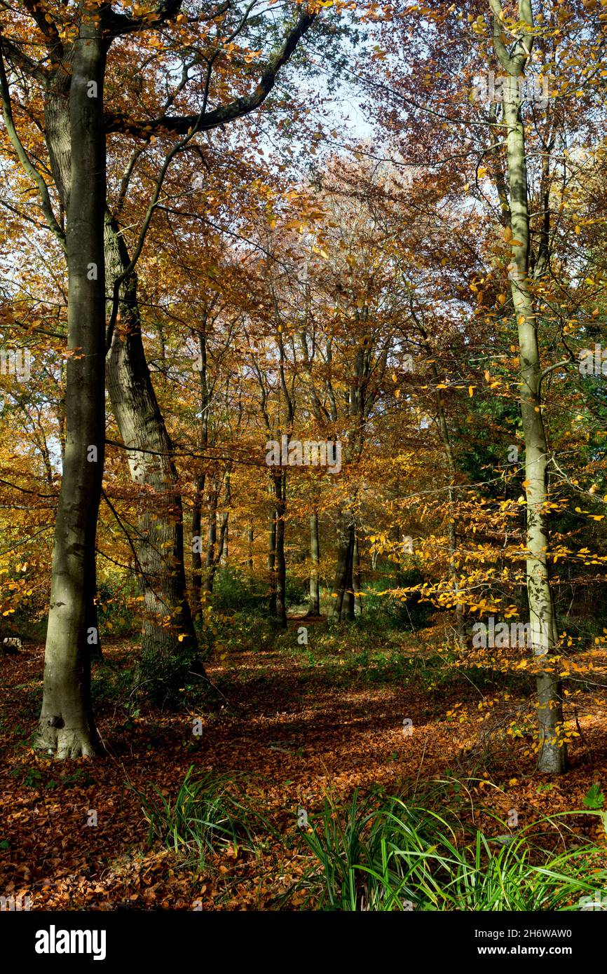 Hay Wood in autumn, Warwickshire, England, UK Stock Photo - Alamy