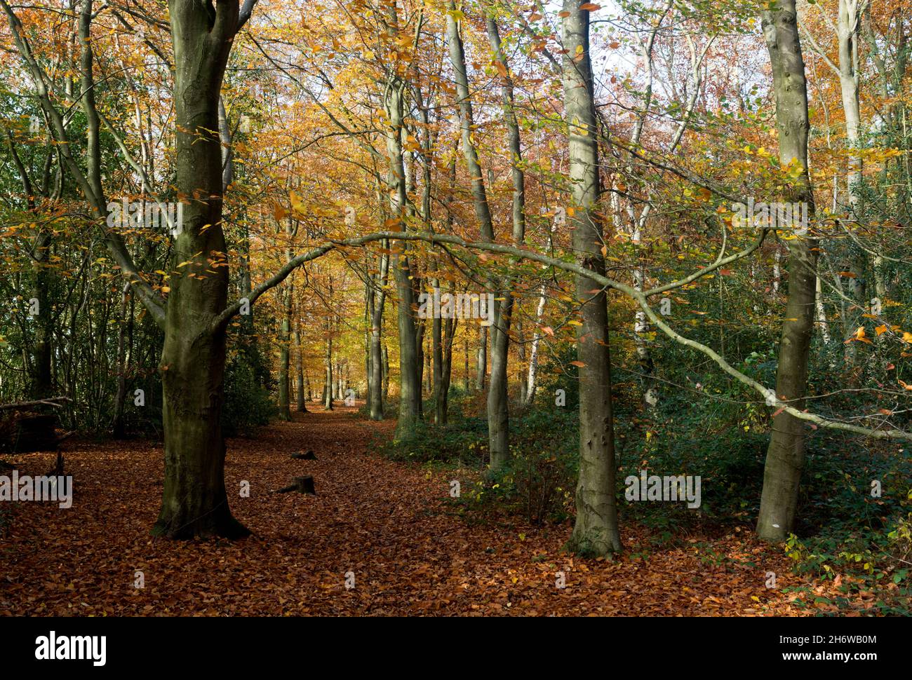 Autumn colour in woods hi-res stock photography and images - Alamy