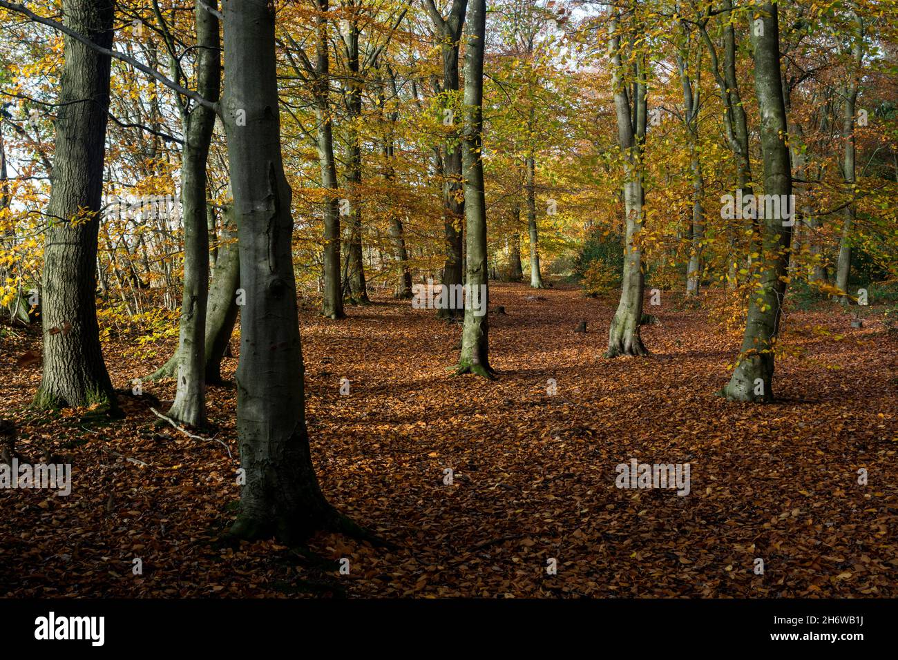 Hay Wood in autumn, Warwickshire, England, UK Stock Photo - Alamy