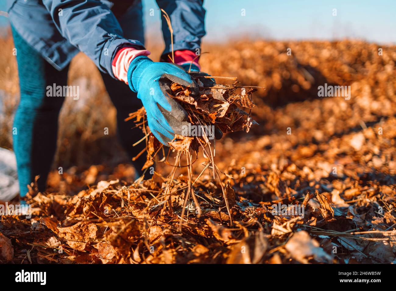 Cleaning plant leaf hi-res stock photography and images - Alamy