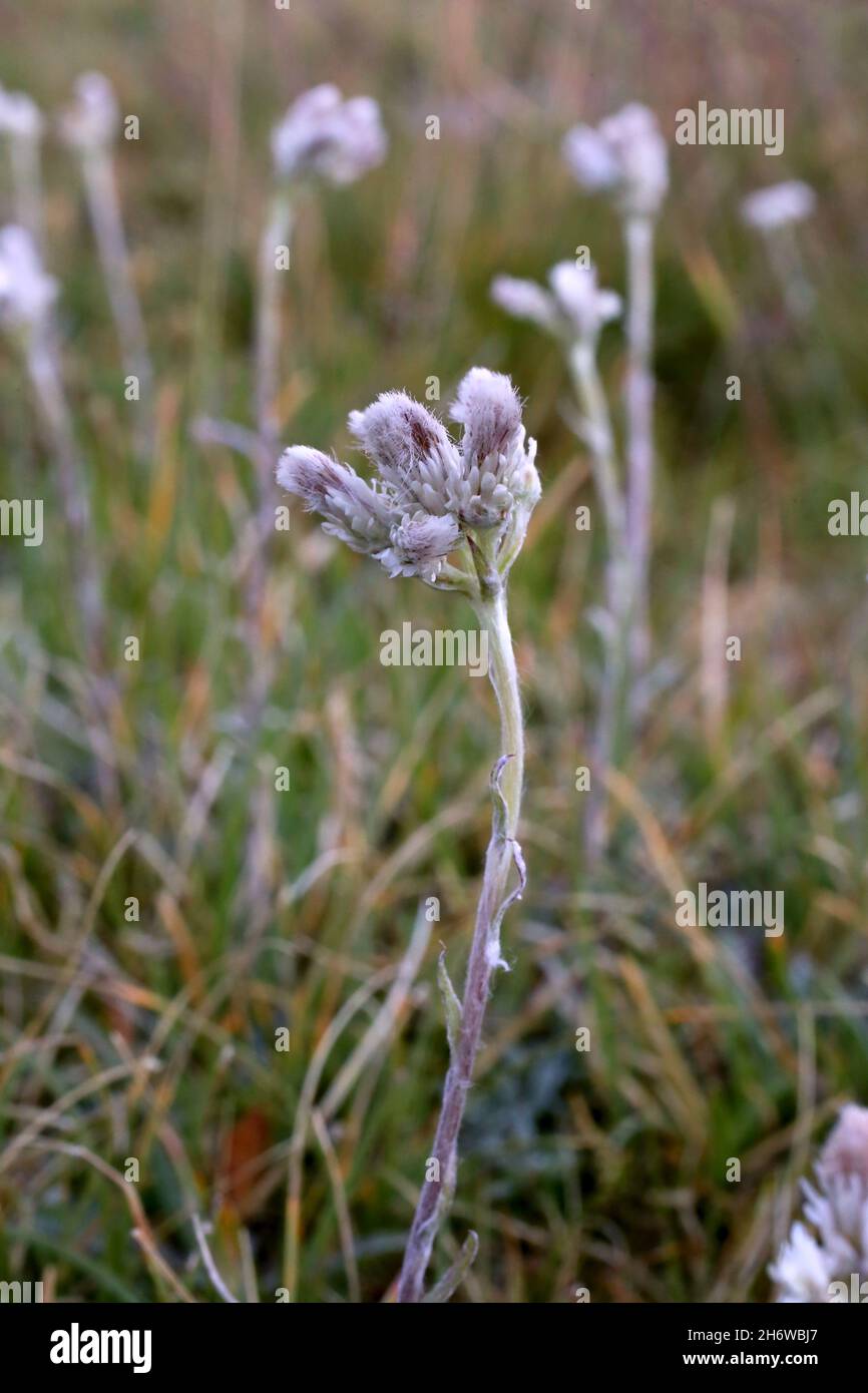 Antennaria dioica, Mountain Everlasting, Compositae. Wild plant shot in ...