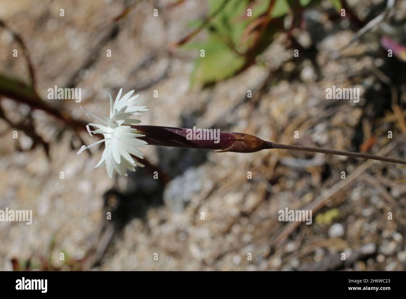 Caryophyllaceae hi-res stock photography and images - Alamy