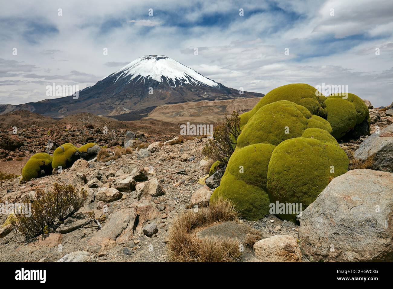 Llareta plant in front of the Licancabur volcano Stock Photo - Alamy