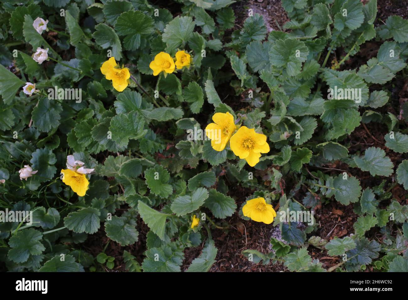 Geum montanum, Alpine Avens, Rosaceae. Wild plant shot in summer Stock ...