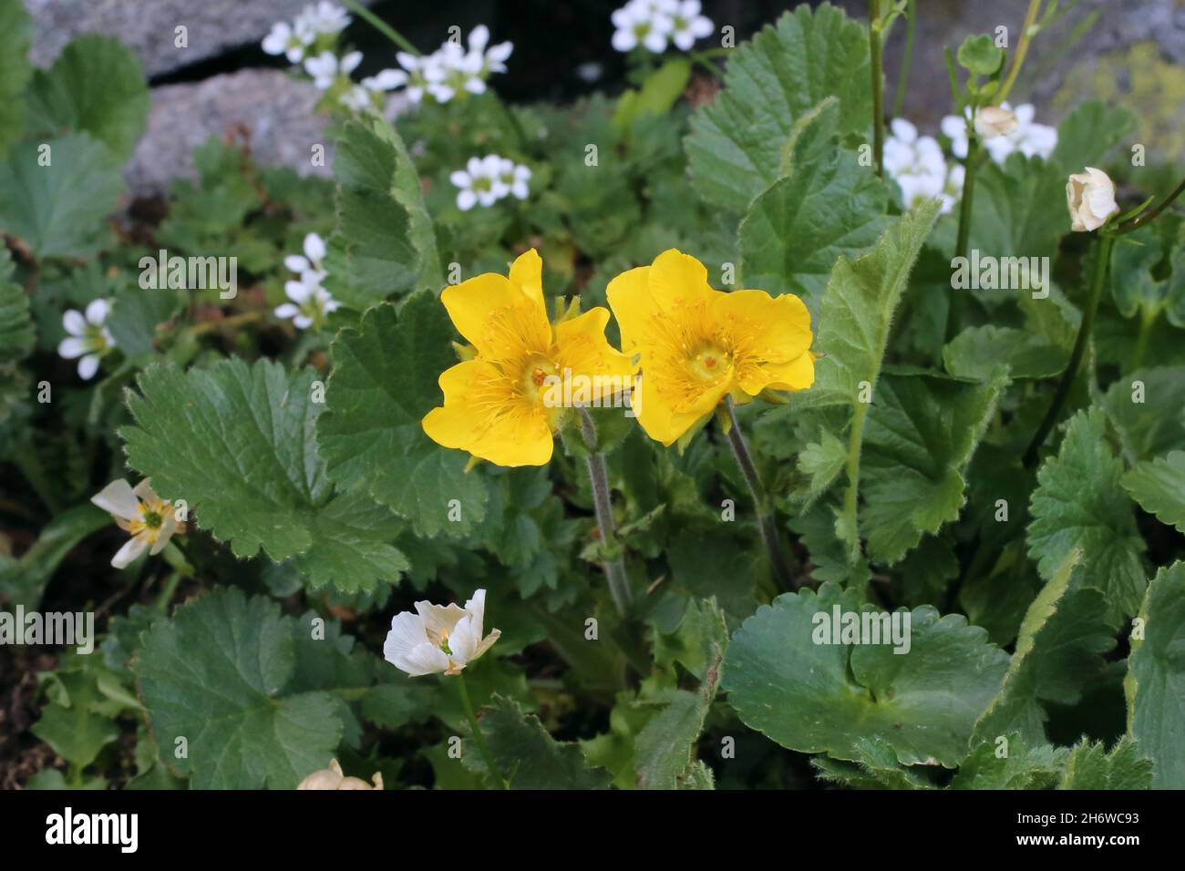 Geum montanum hi-res stock photography and images - Alamy