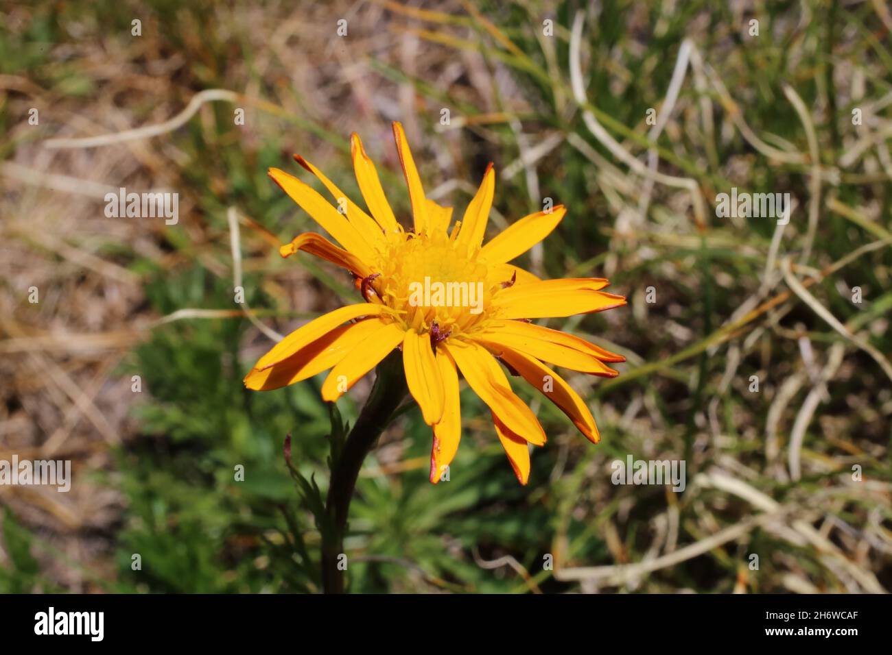 Jacobaea abrotanifolia hi-res stock photography and images - Alamy