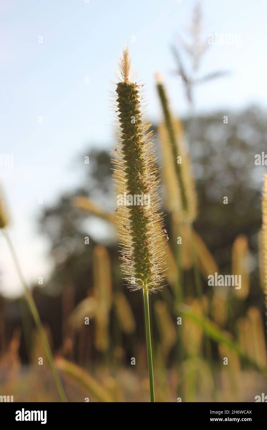 Plants and wild grasses growing in the sunny golden meadow Stock Photo ...