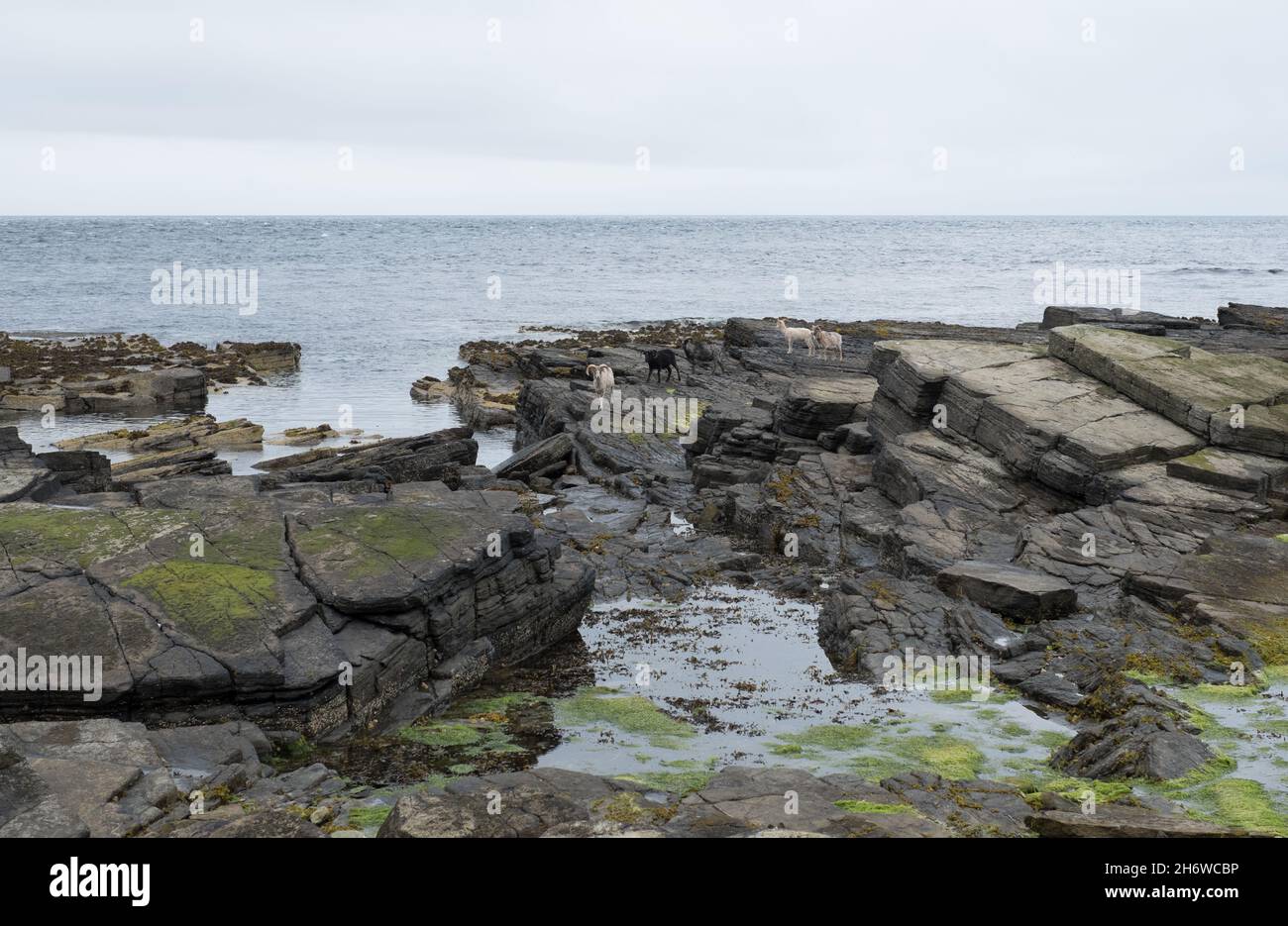 Semi-feral seaweed-eating sheep on the granite rocks at the south of ...