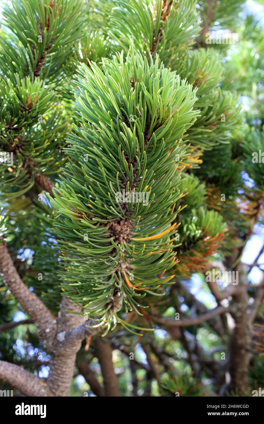 Pinus mugo, Pinaceae. Wild plant shot in summer Stock Photo - Alamy