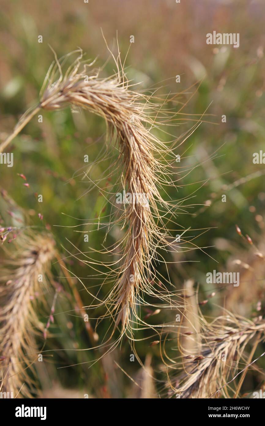 Plants and wild grasses growing in the sunny golden meadow Stock Photo ...