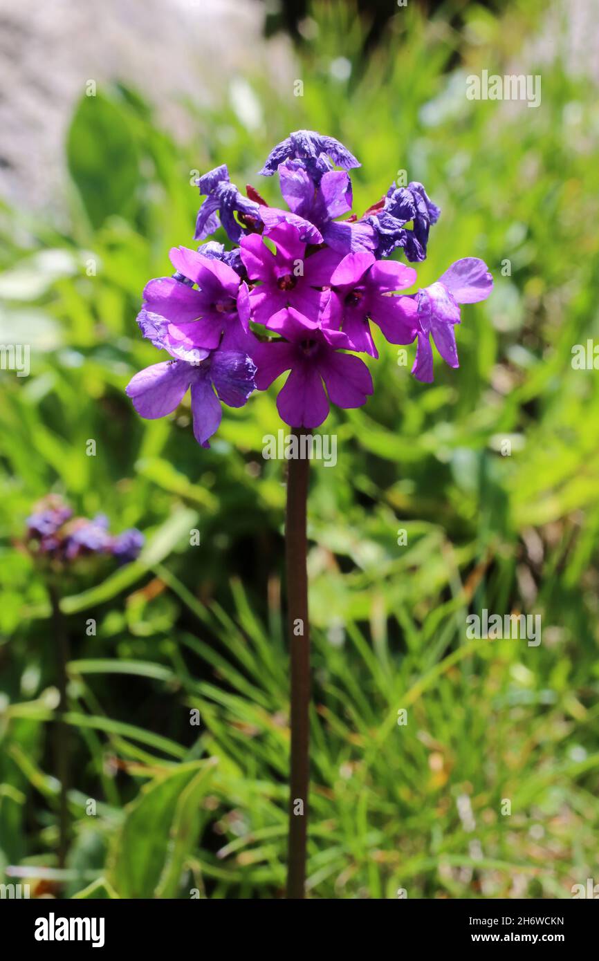 Primula deorum hi-res stock photography and images - Alamy
