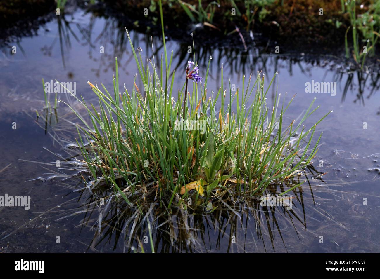Primula deorum hi-res stock photography and images - Alamy