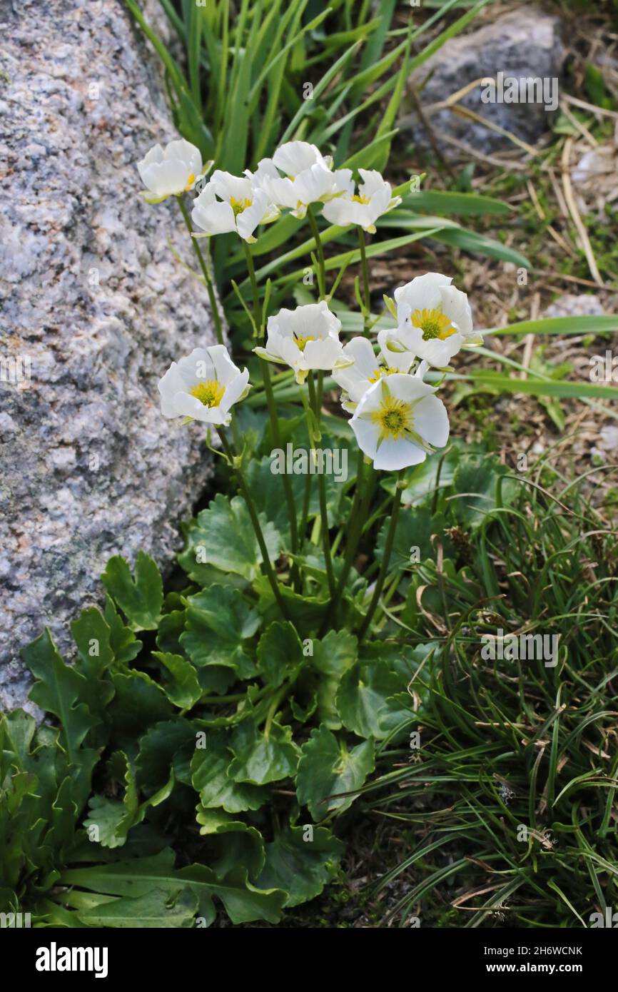 Crenate buttercup hi-res stock photography and images - Alamy