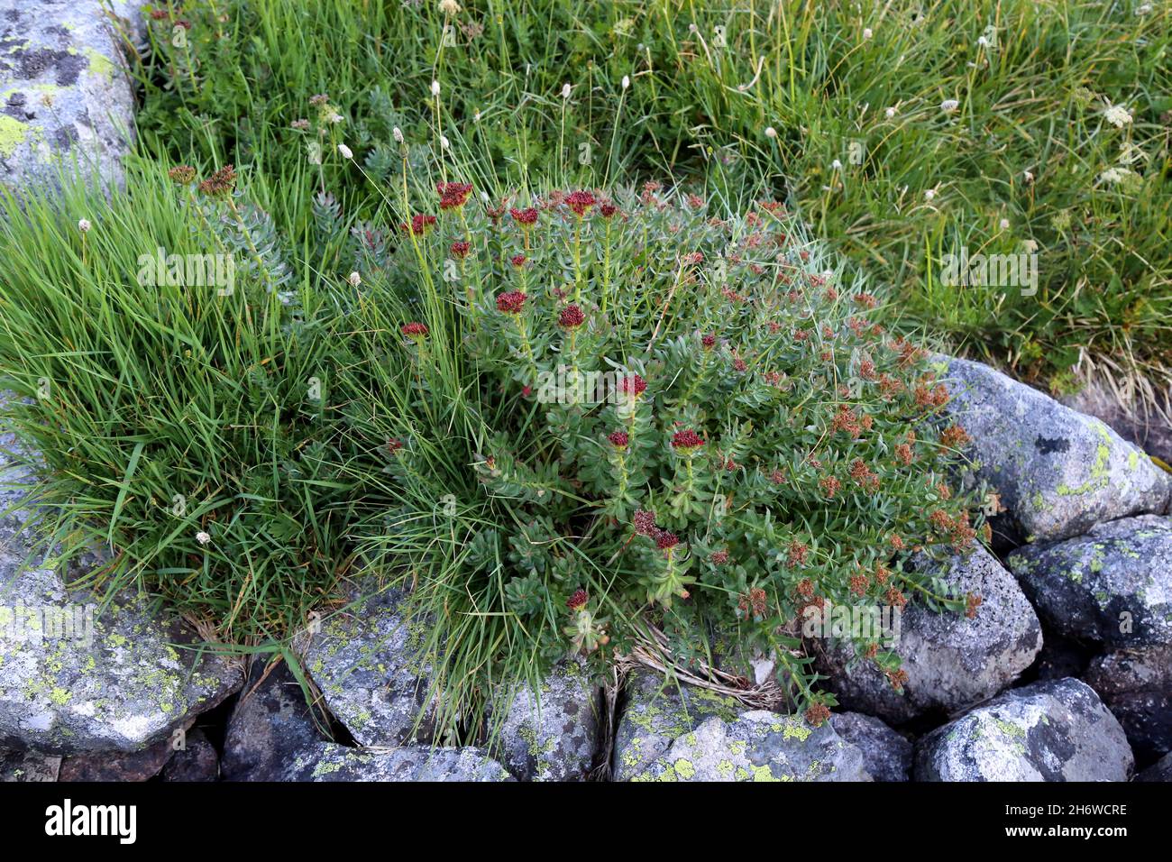 Summer root plants hi-res stock photography and images - Alamy