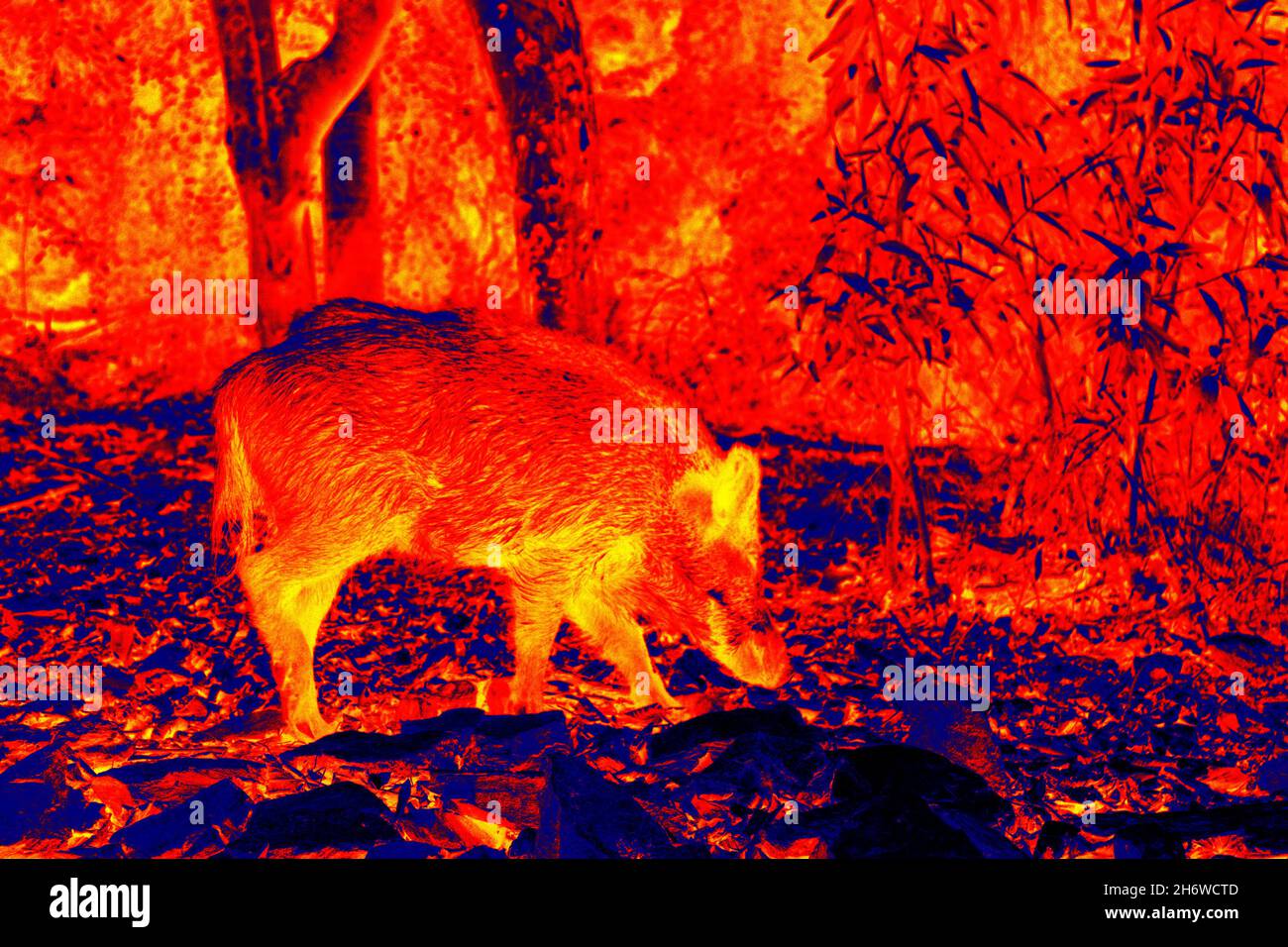 Wild boar in scientific high-tech thermal imager in forest. Animals and ...