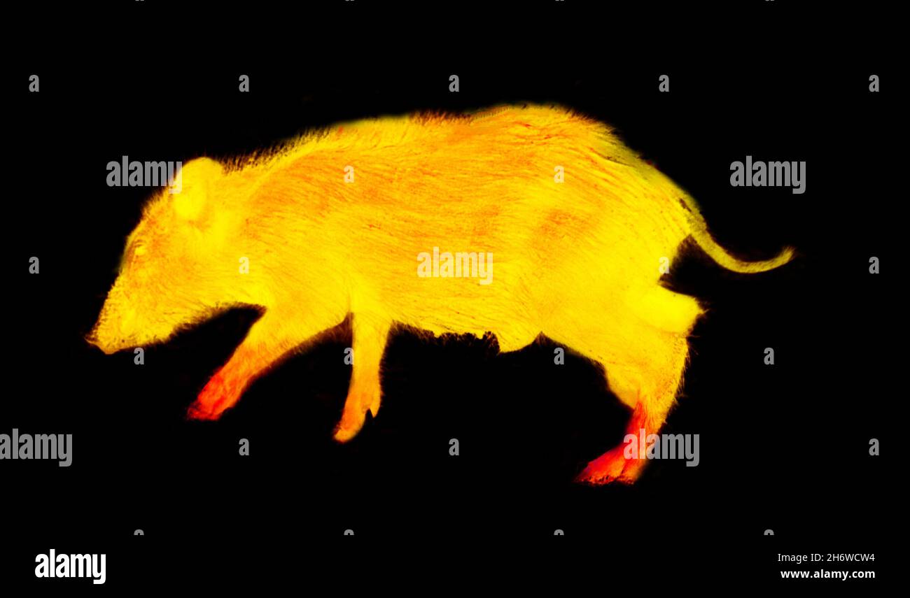 Young wild boar infrared on black Stock Photo - Alamy