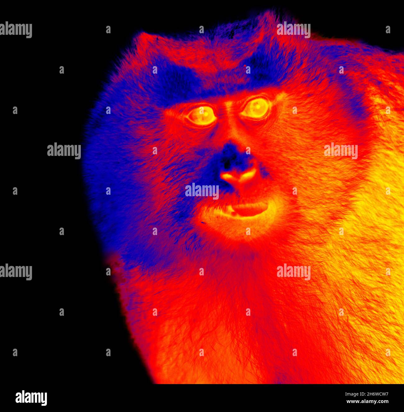 monkey in scientific high-tech thermal imager on black background ...