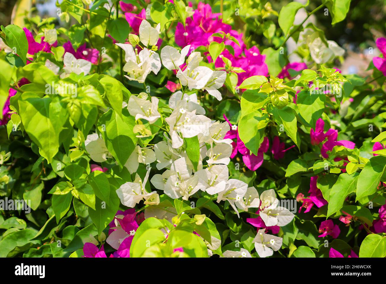 Red and rose flowers (purple bracts) of bougainvillea the upper part of ...
