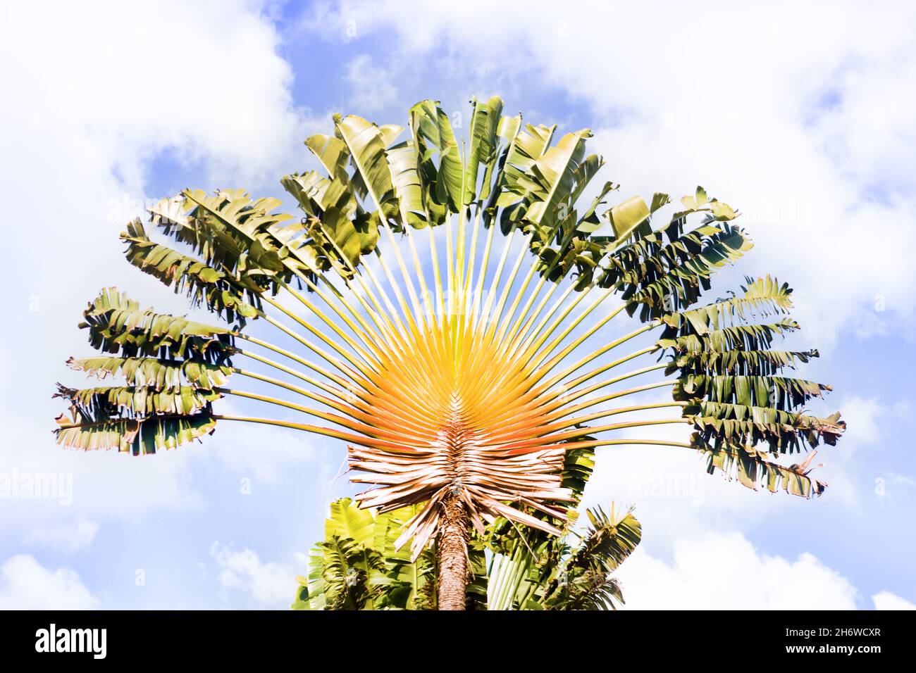 Madagascar Ravenala is not a true palm, but Traveler's tree (Ravenala ...
