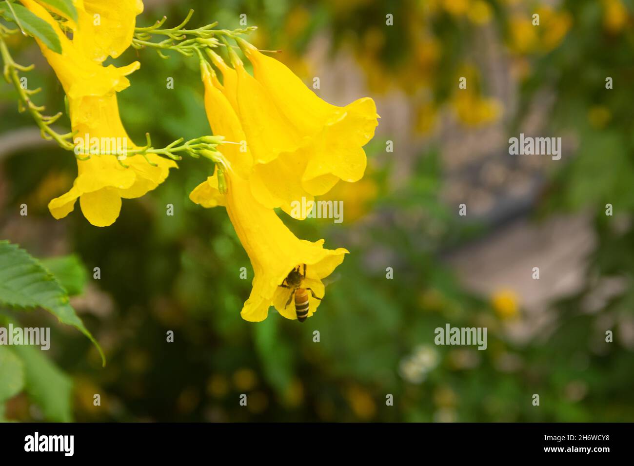 Common trumpet creeper (Campsis radicans) variety Flava Stock Photo - Alamy