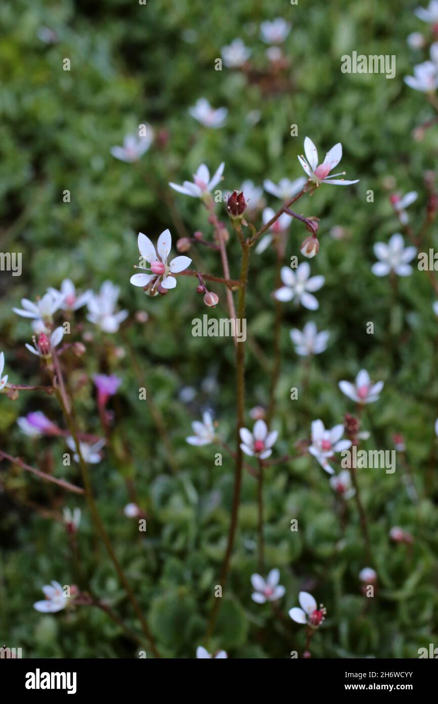 Saxifraga stellaris, Starry Saxifrage, Micranthes stellaris ...